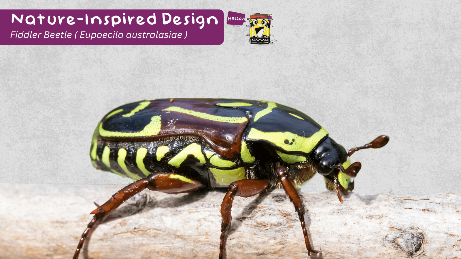 Robo Base Series: Perfect Foundation for Your Robot Adventures